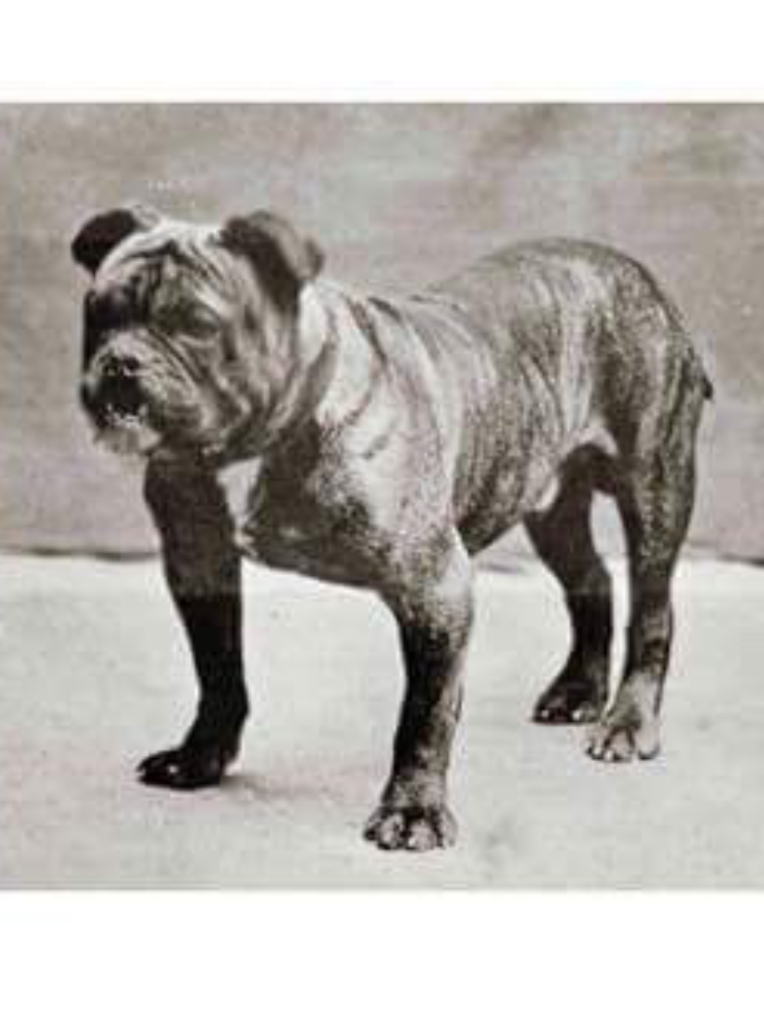 Bulldog Charger Father's Day Wowser | Collectibulldogs.com