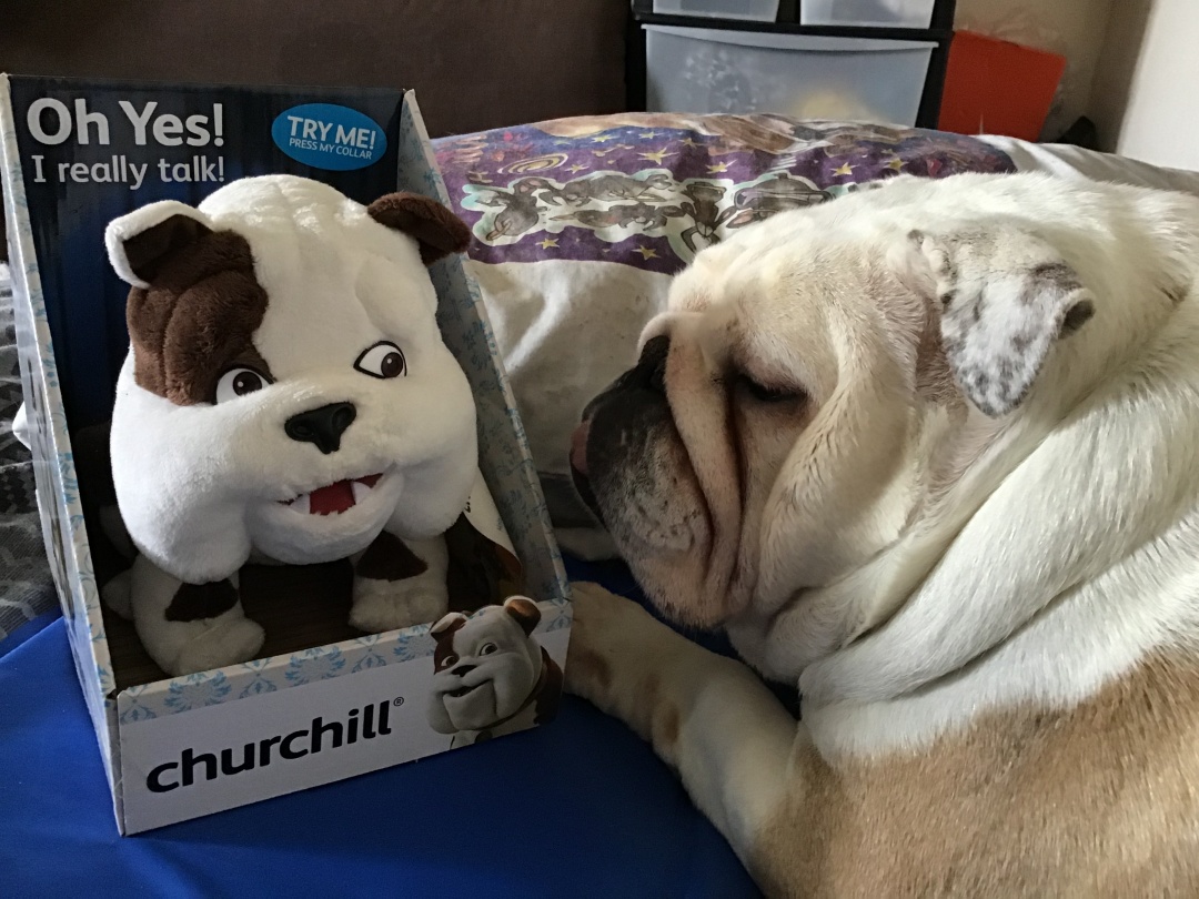 Churchill Insurance Sent Collectibulldogs A Present Oh Yes