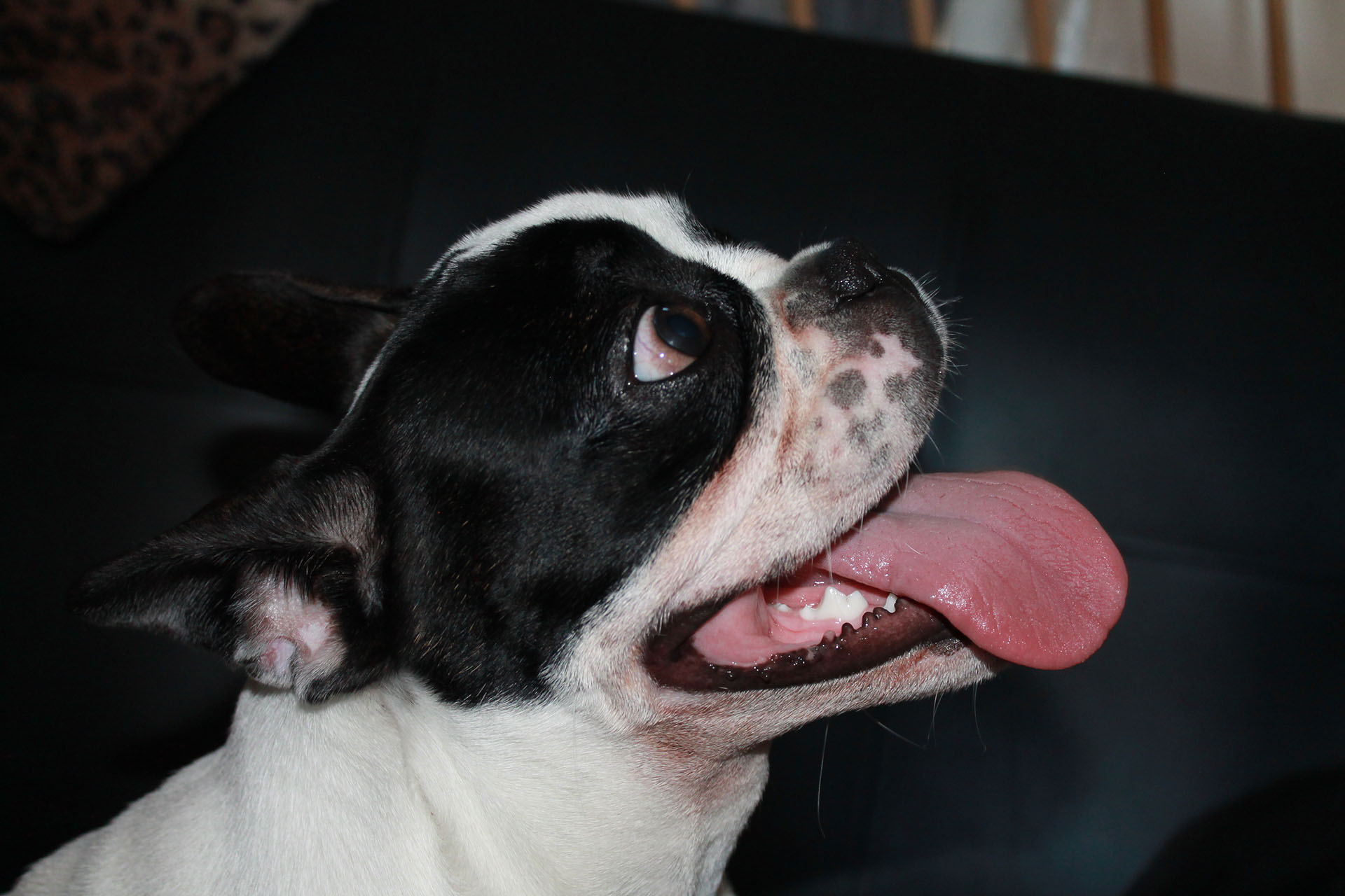 English-Boston Bulldog 7 Things You Didn’t Know About